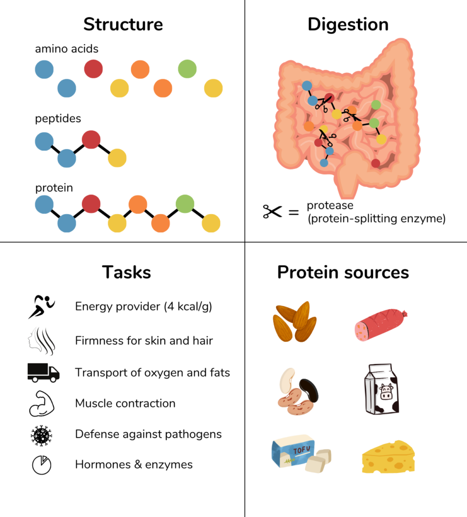 Everything you need to know about protein | Neatic
